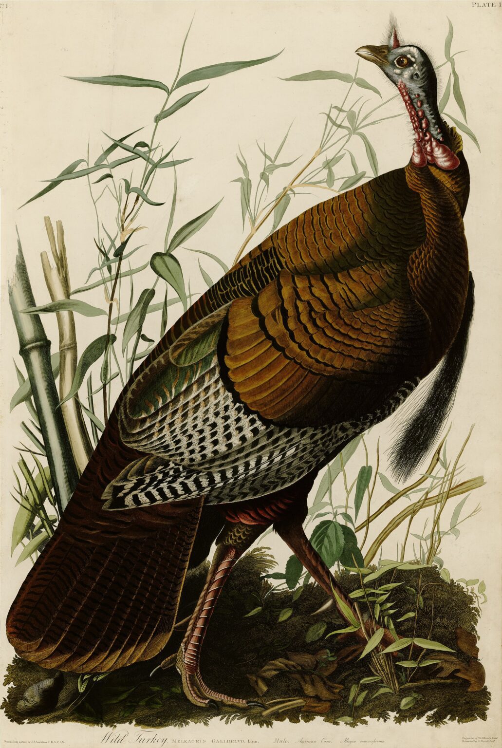 A Brief History of the Turkey - Ohio History Connection