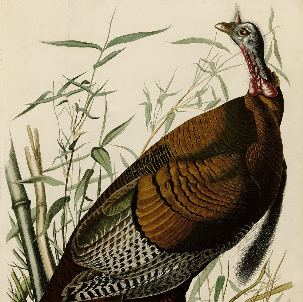 A Brief History of the Turkey - Ohio History Connection