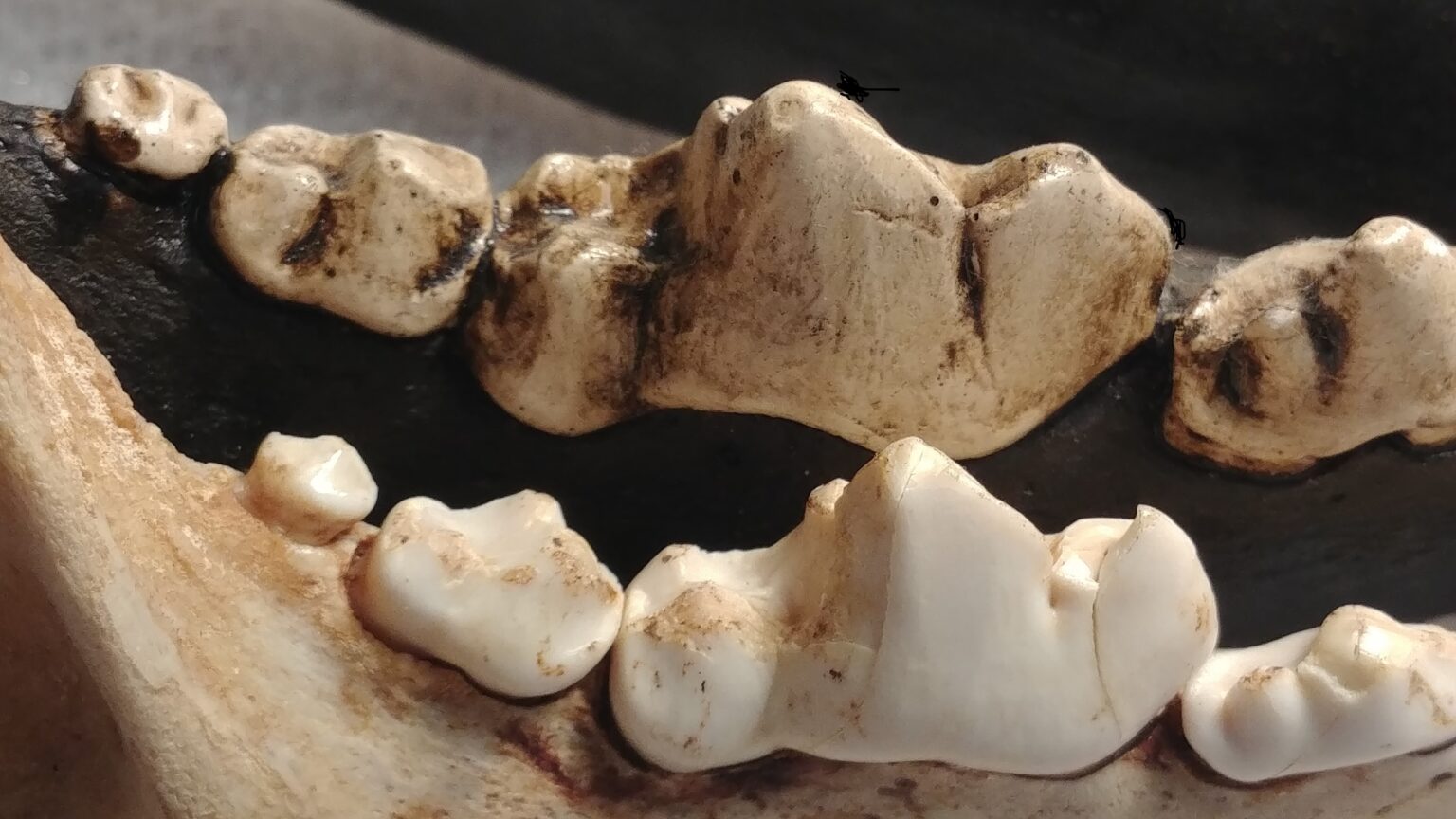 Did We Really “De-extinct” the Dire Wolf? - Ohio History Connection