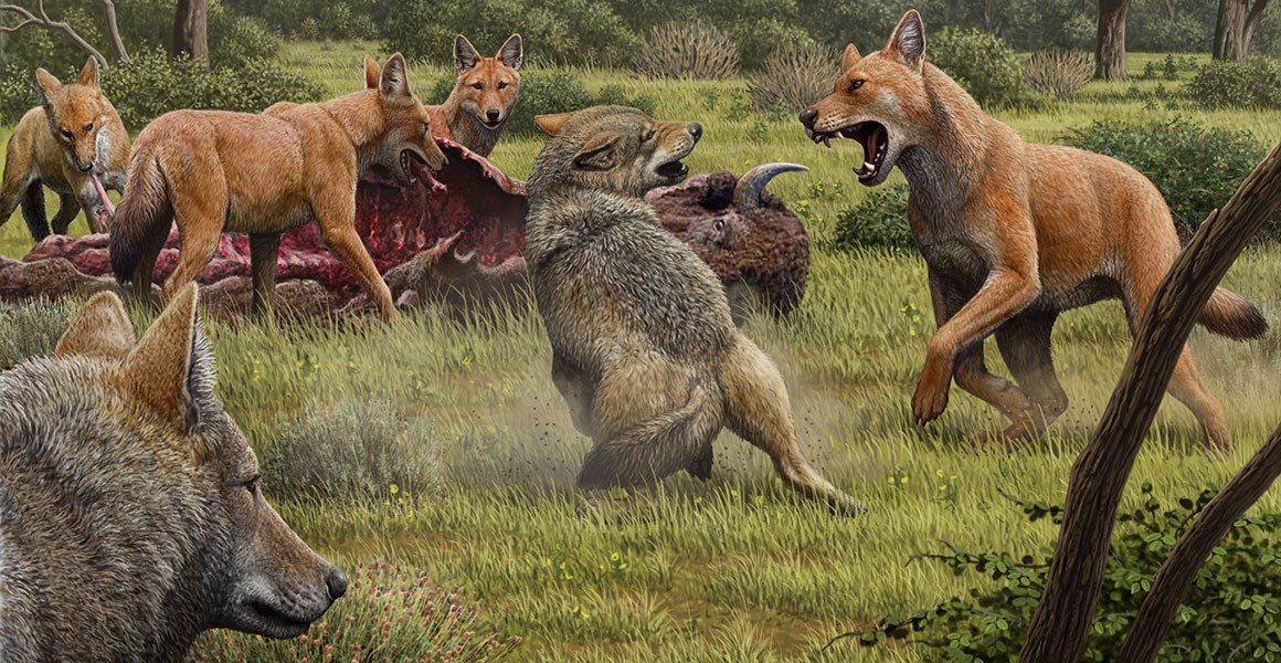 It's About Time – A New Ice Age Carnivore Found in Ohio! - Ohio History ...