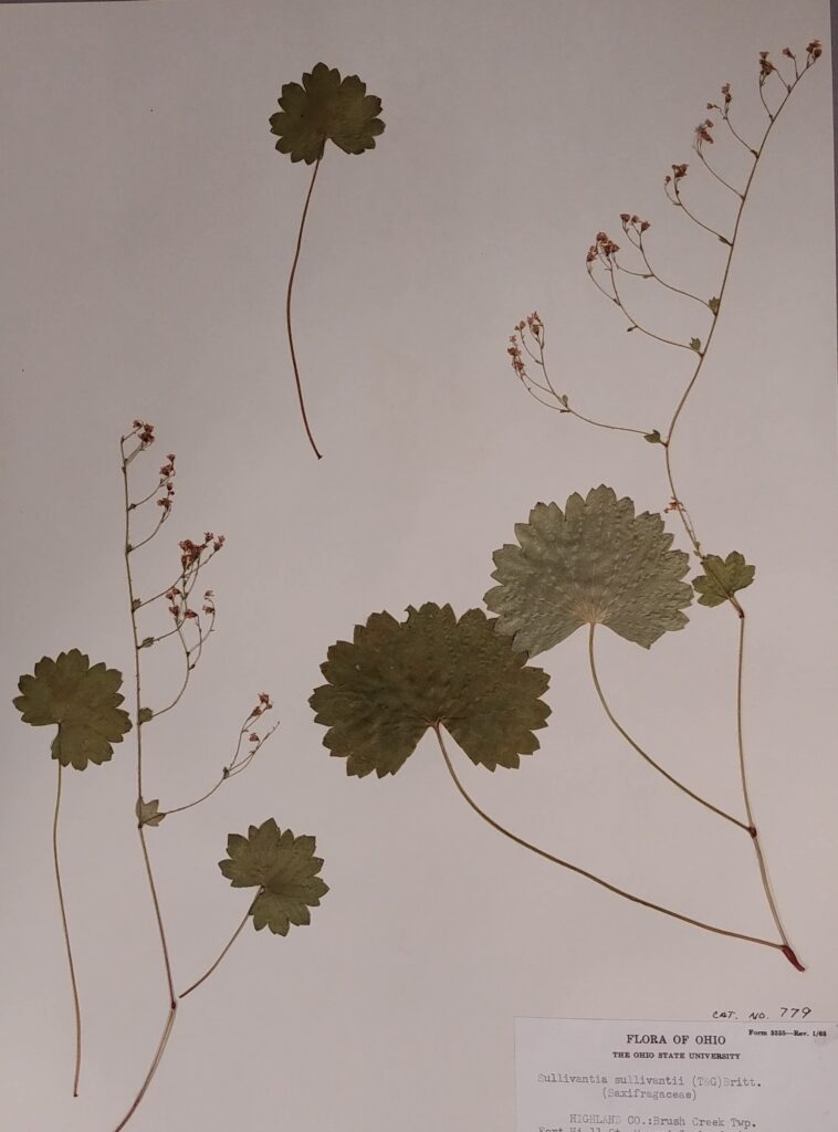 Peering Back In Time – 19th Century Microscope Slides of William ...