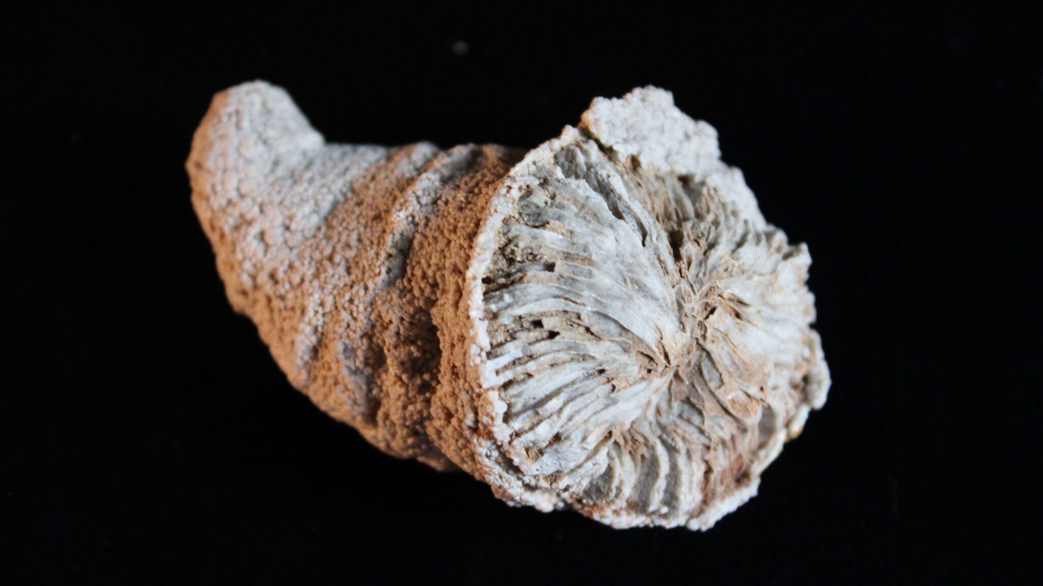 “My, What Big Teeth You Have!” A Guide to Large Mammal Teeth Found in ...