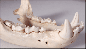 “My, What Big Teeth You Have!” A Guide to Large Mammal Teeth Found in ...