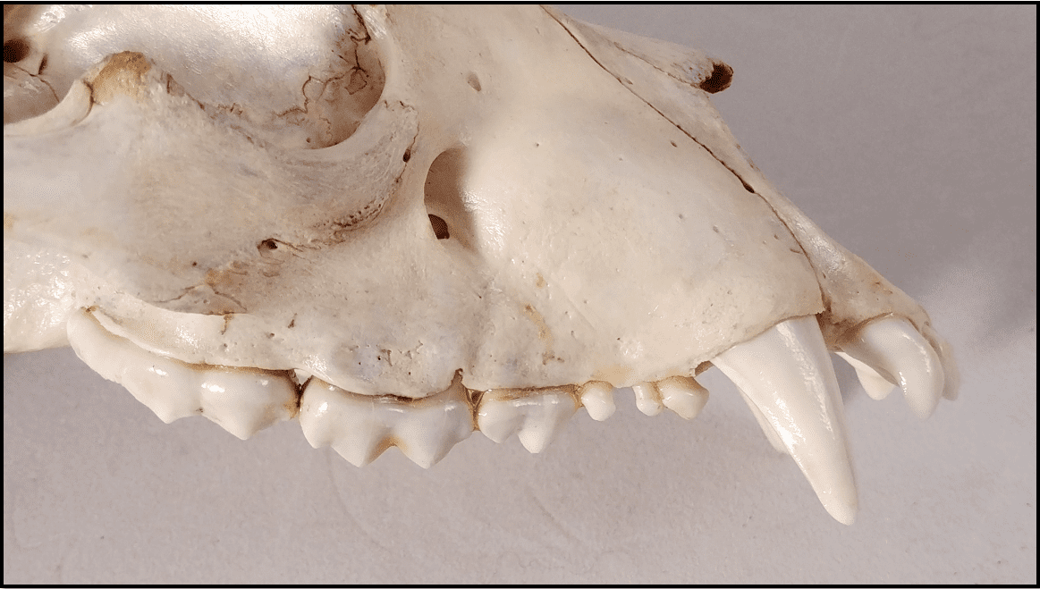 “My, What Big Teeth You Have!” A Guide to Large Mammal Teeth Found in ...