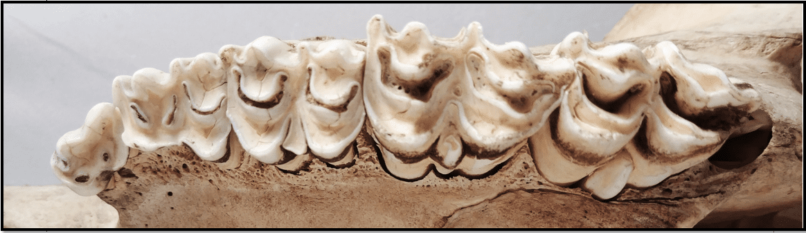 “My, What Big Teeth You Have!” A Guide to Large Mammal Teeth Found in ...