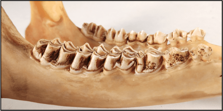 “My, What Big Teeth You Have!” A Guide to Large Mammal Teeth Found in ...