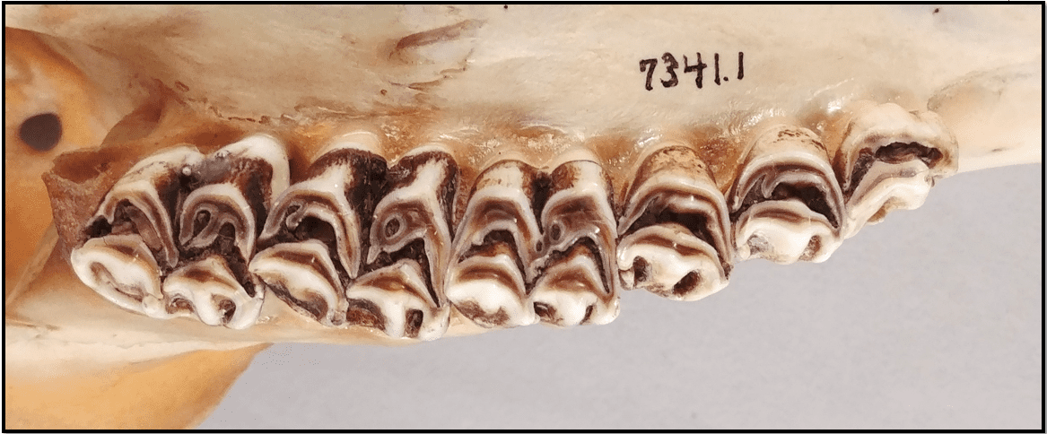 “My, What Big Teeth You Have!” A Guide to Large Mammal Teeth Found in ...