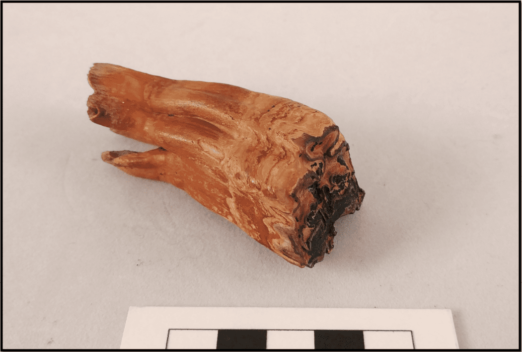 “My, What Big Teeth You Have!” A Guide to Large Mammal Teeth Found in ...