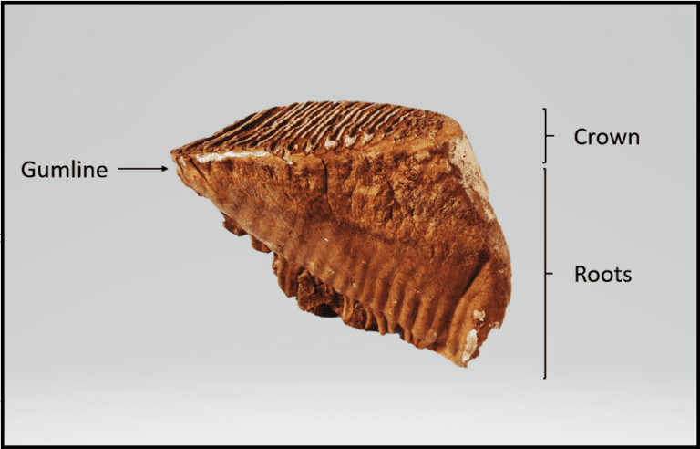 “My, What Big Teeth You Have!” A Guide to Large Mammal Teeth Found in ...