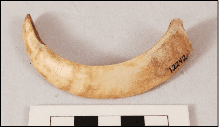 “My, What Big Teeth You Have!” A Guide to Large Mammal Teeth Found in ...