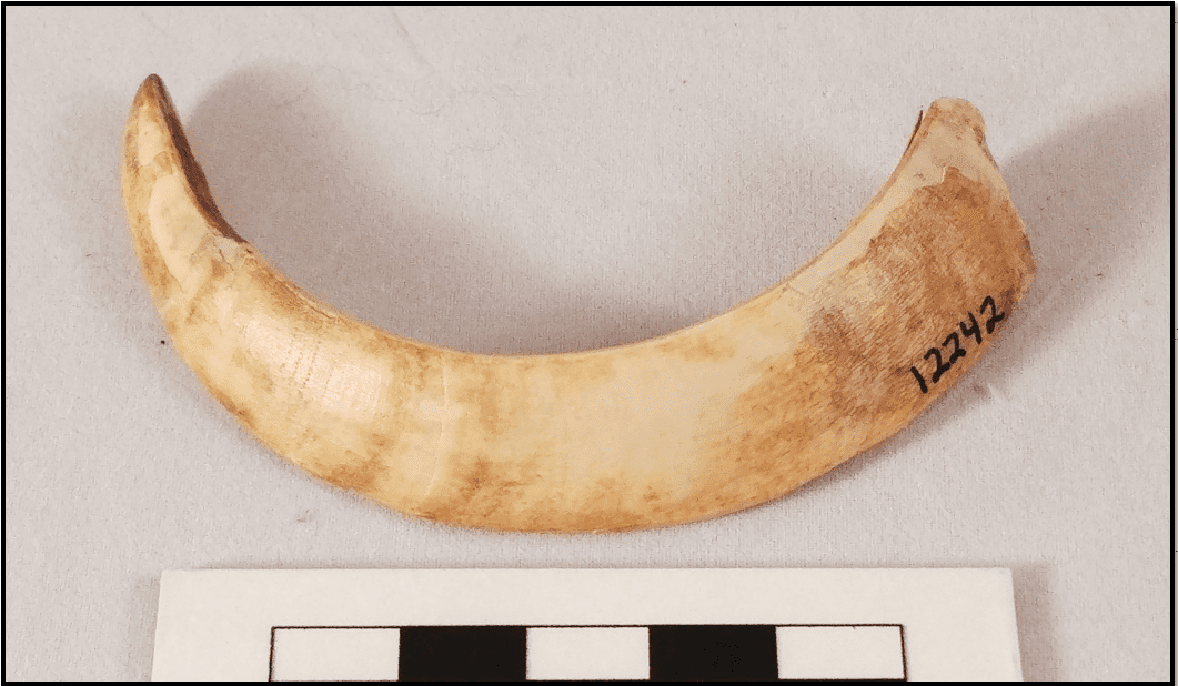“My, What Big Teeth You Have!” A Guide to Large Mammal Teeth Found in ...
