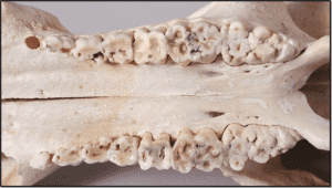 “My, What Big Teeth You Have!” A Guide to Large Mammal Teeth Found in ...